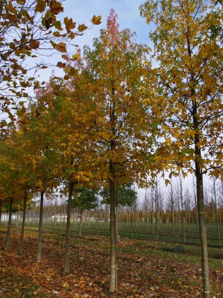 Liquidambar styraciflua 'Parasol' | Bol-amberboom (cv) - Van den Berk Boomkwekerijen