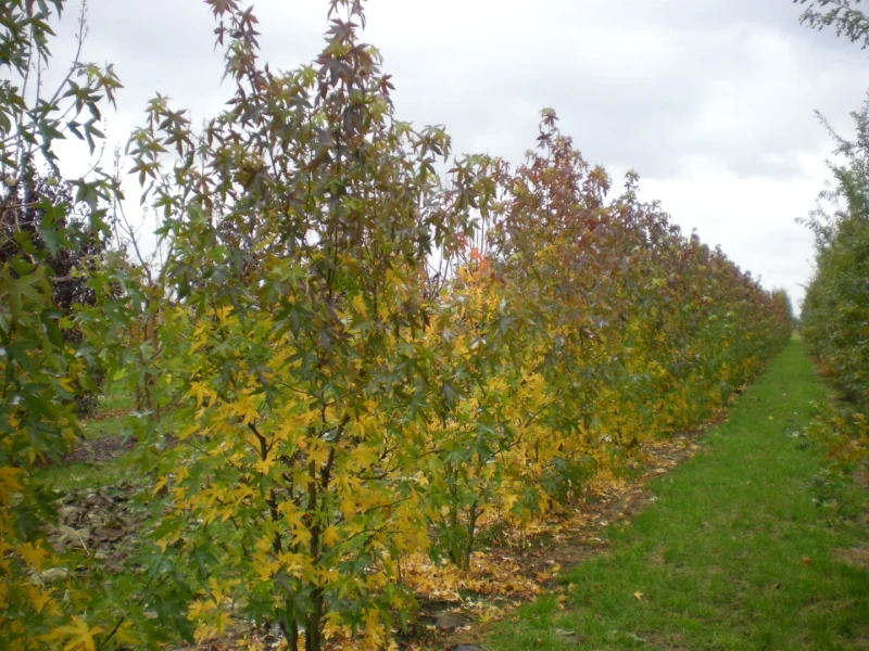 Liquidambar styraciflua 'Worplesdon' | Amberboom (cv) - Van den Berk Boomkwekerijen