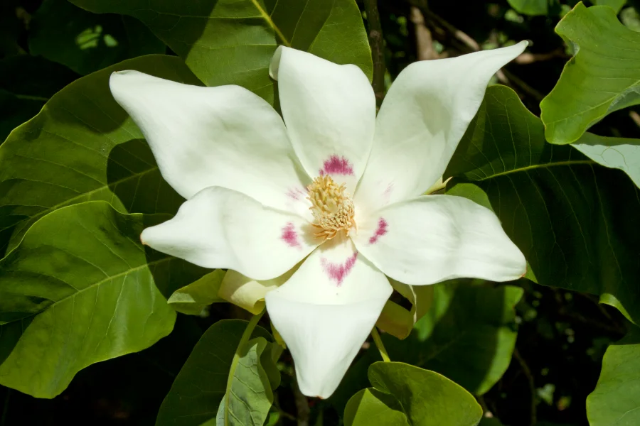 Magnolia denudata | Oosterse magnolia (cv) - Van den Berk Boomkwekerijen
