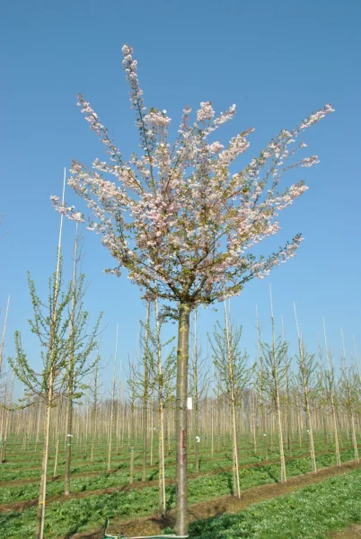 Prunus ×subhirtella 'Autumnalis Rosea' | Sierkers (cv) - Van den Berk ...