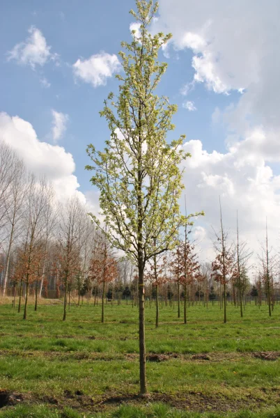 Pyrus calleryana 'Redspire' | Sierpeer (cv) - Van den Berk Boomkwekerijen