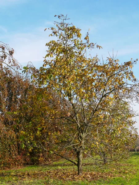 Juglans regia | Gewone walnoot, Okkernoot - Van den Berk Boomkwekerijen