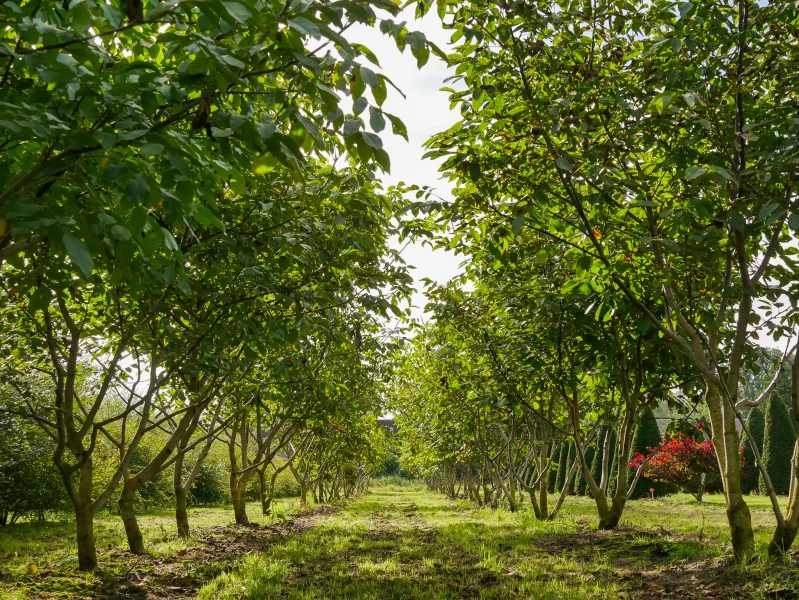 Juglans regia | Gewone walnoot, Okkernoot - Van den Berk Boomkwekerijen
