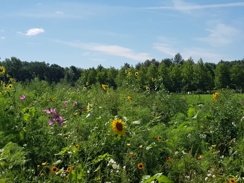 Natuur regelt zelf veel gewasbescherming