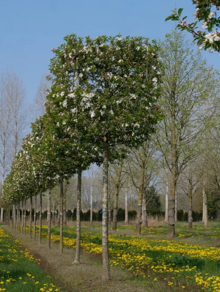 (Bijzondere) bomen voor kleine tuinen? Lees de mogelijkheden!