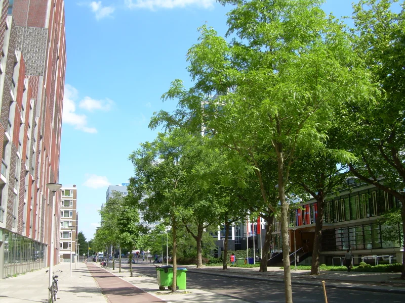 Laanbomen, welke bomen zijn geschikt voor lanen en brede straten?