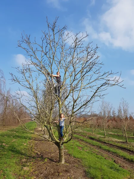 Bomen voor speelpleinen