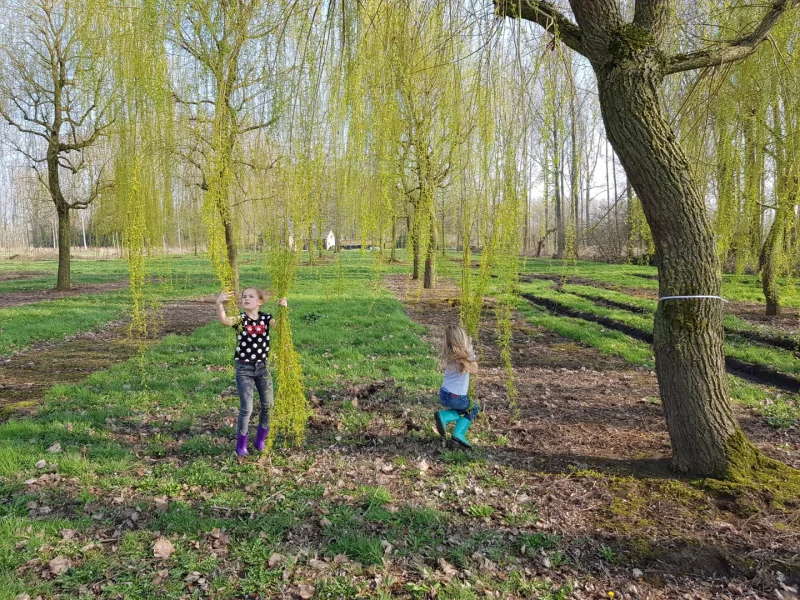 Bomen voor speelpleinen